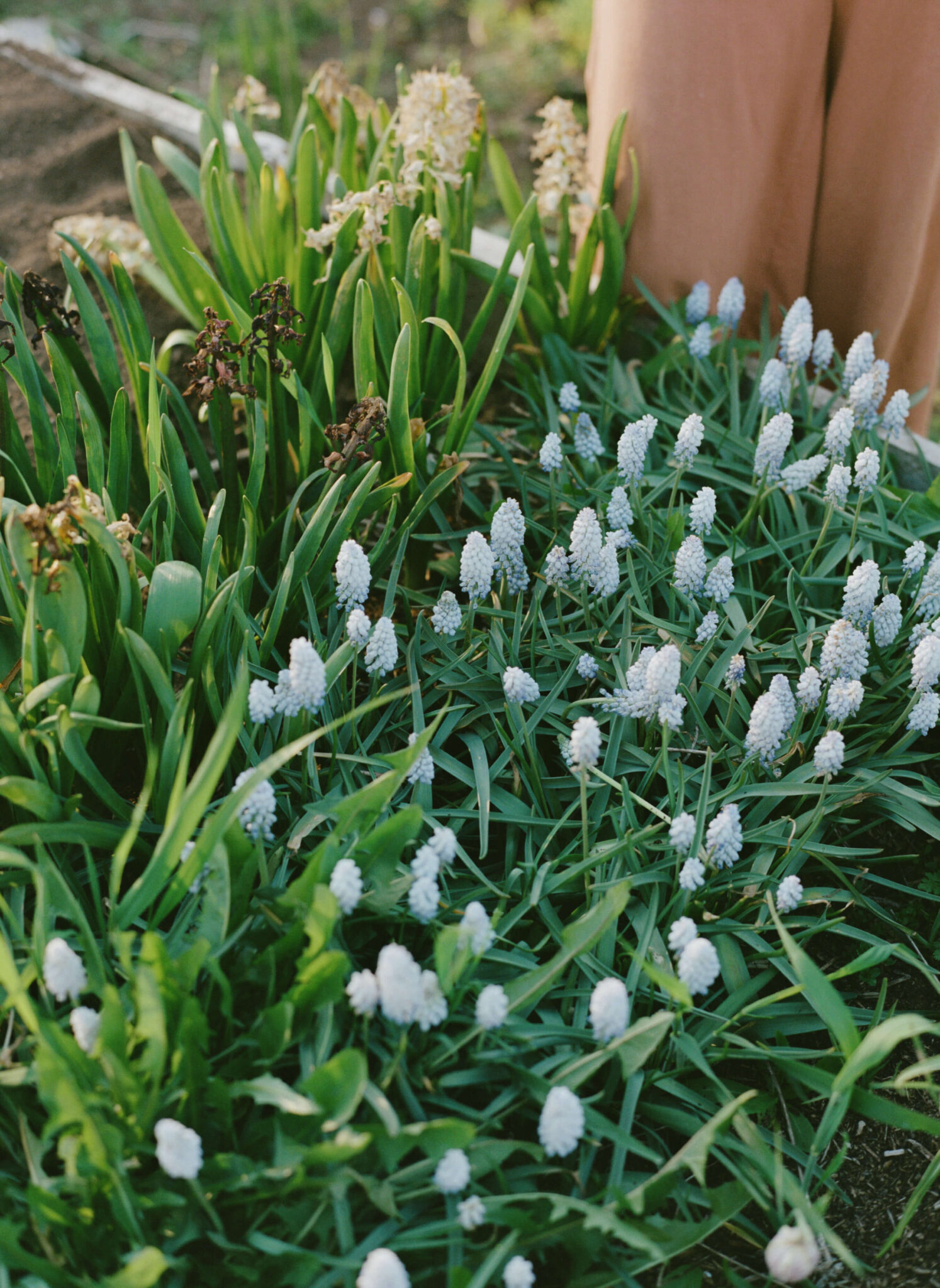 Spring on the Homestead in Bellingham, WA — Noctua Florals