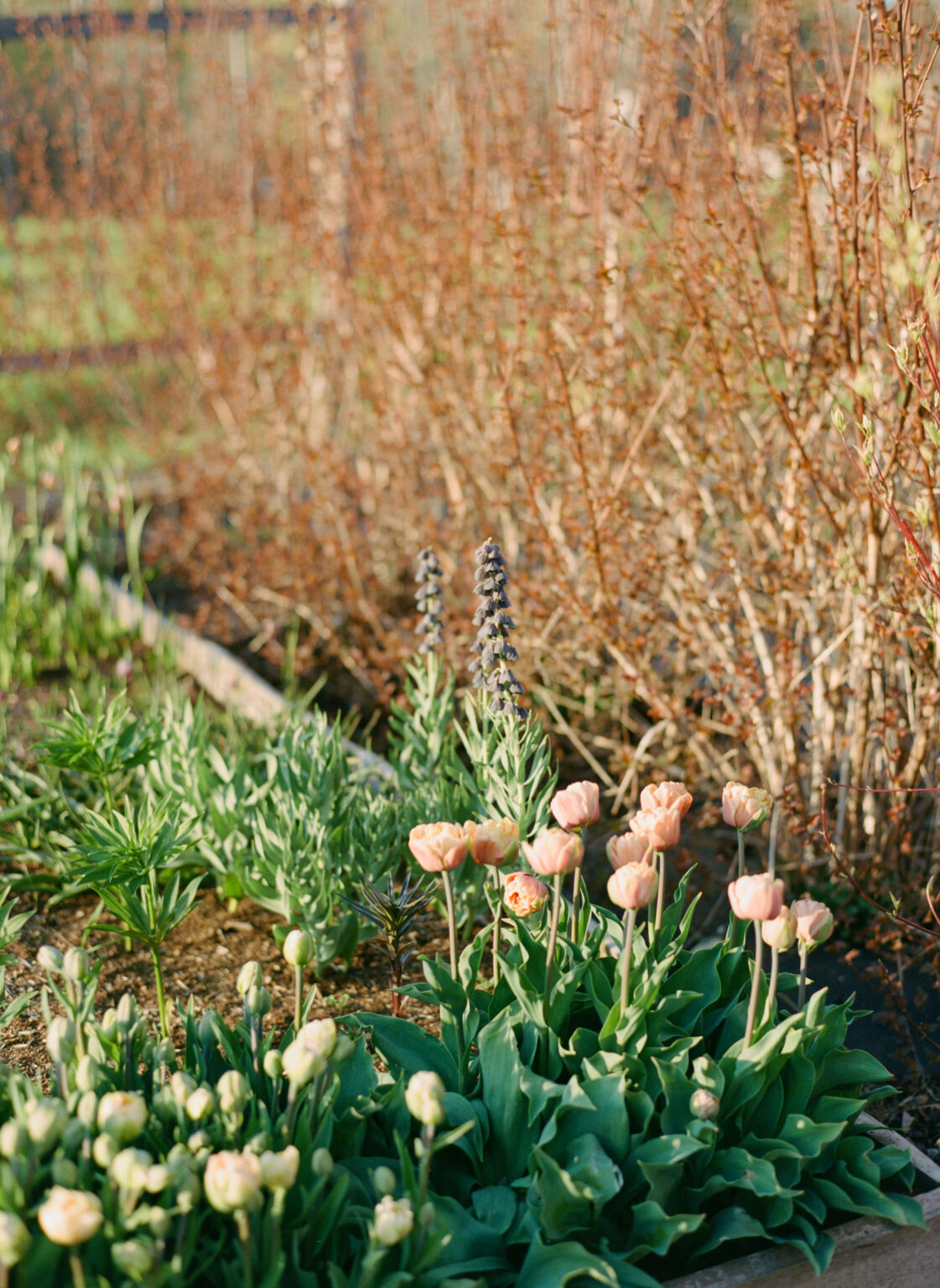 Spring on the Homestead in Bellingham, WA — Noctua Florals